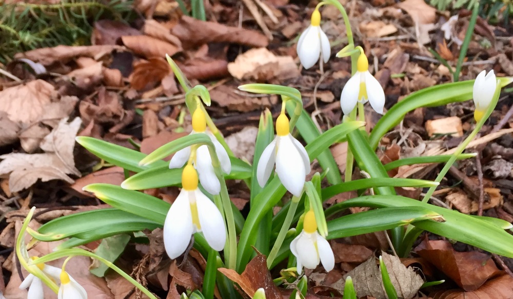 Rare snowdrops found at Kiplin Hall - Hambleton Today