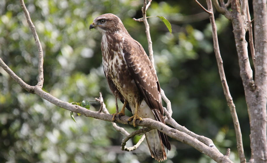 Appeal after buzzard found with shotgun pellets in wing - Hambleton Today