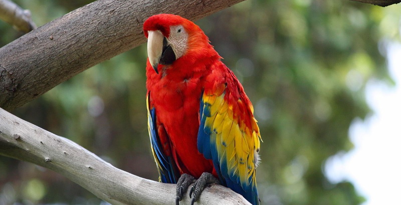 Plan for parrot sanctuary gets approval - Hambleton Today