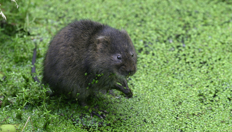 Water voles and rare butterflies to be studied on North York Moors ...