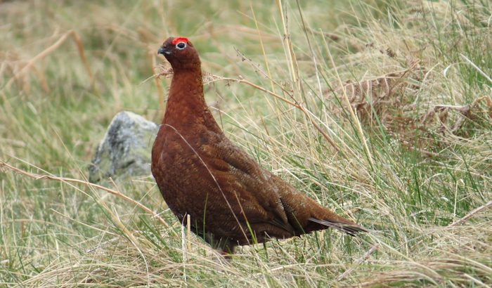 Three men convicted for poaching grouse - Hambleton Today