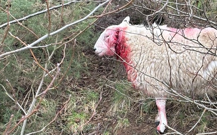 Police issue appeal after sheep attacked by dog at Cod Beck - Hambleton ...